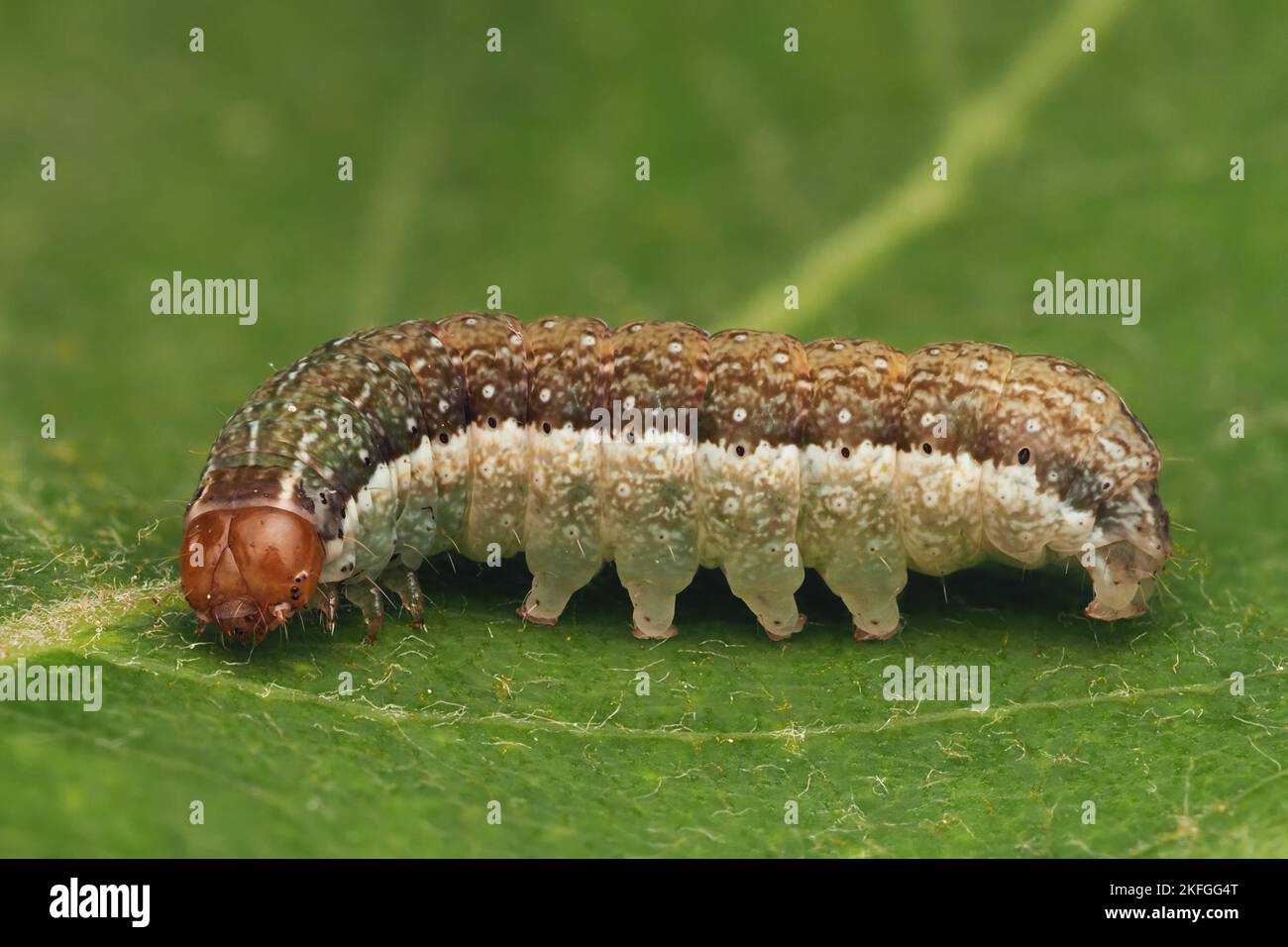 Red-line Quaker moth caterpillar (Leptologia lota) on plant leaf ...