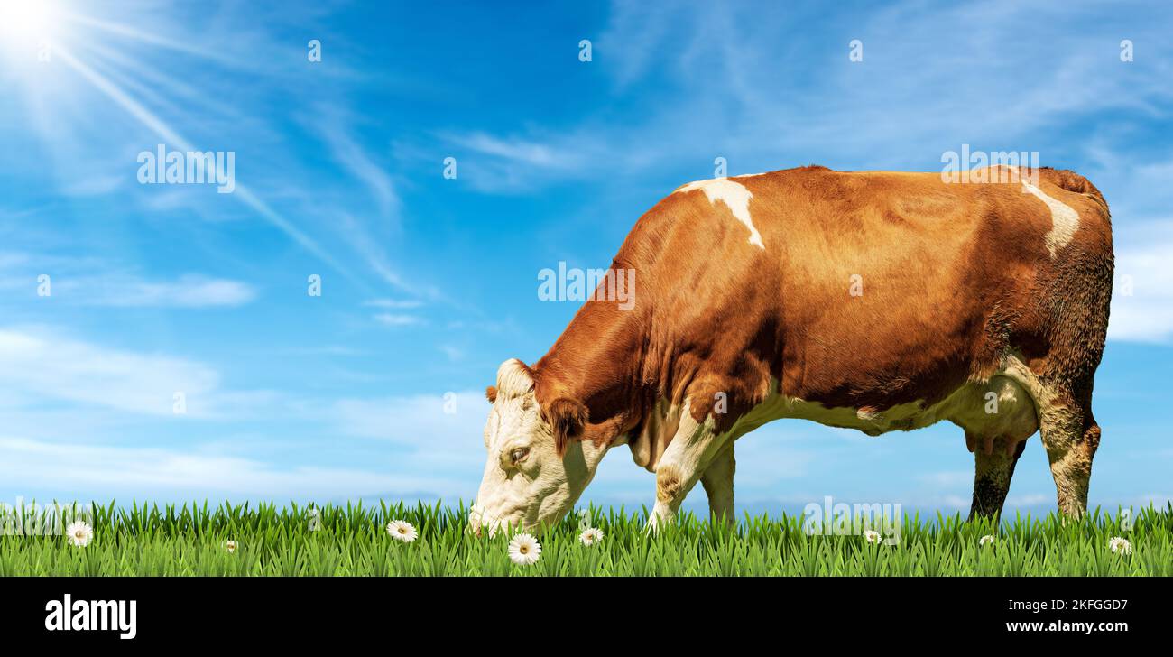 Brown and white dairy cow on a green pasture with daisy flowers ...