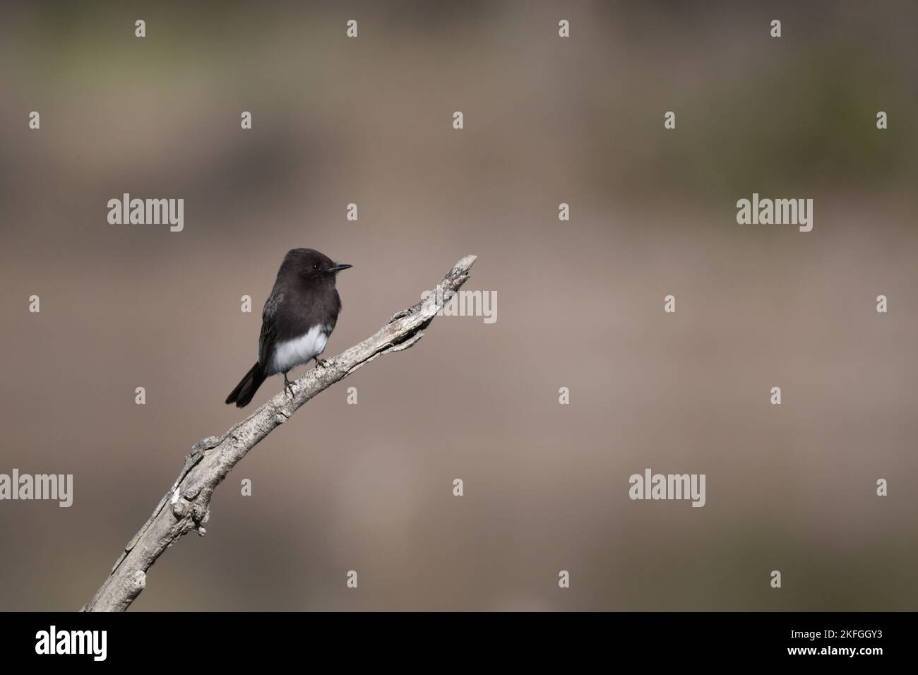 A small black phoebe bird perched on a tree branch against blurry ...