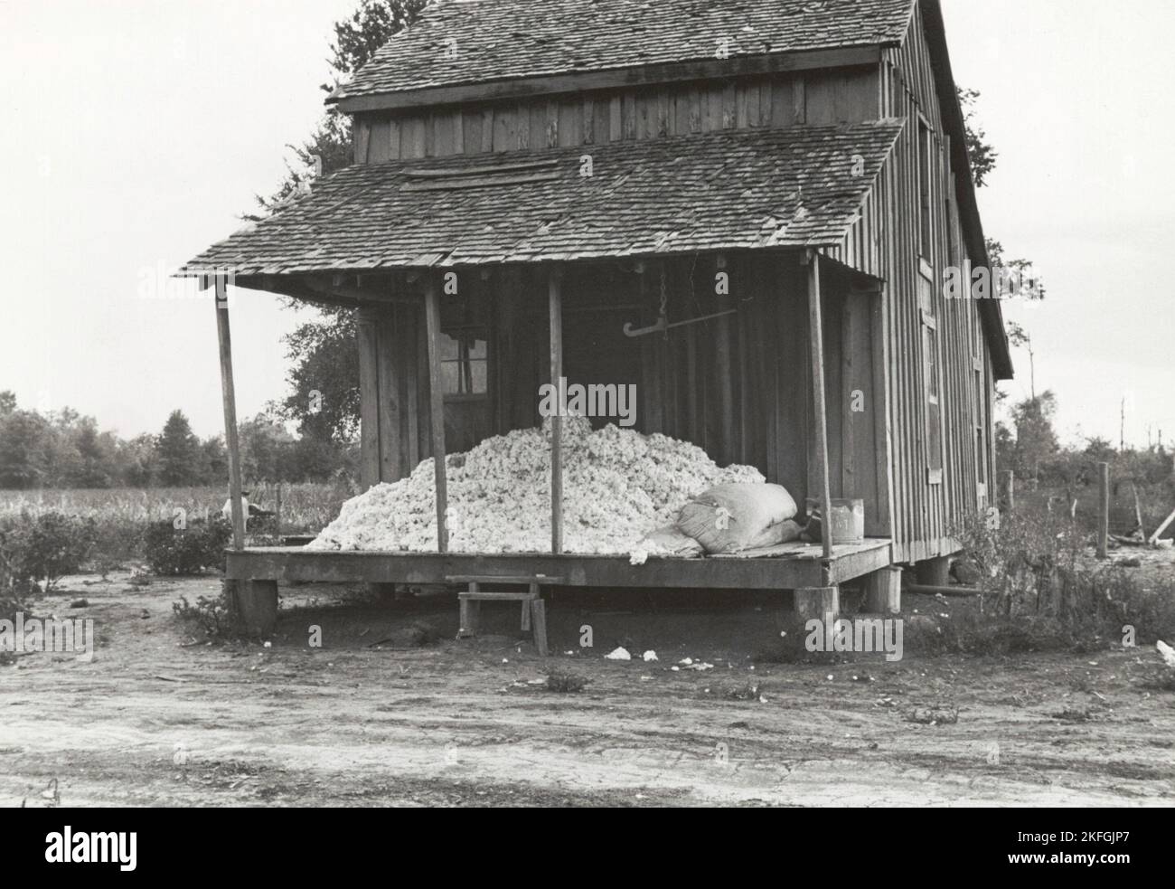 Cotton on porch of sharecropper's home, Maria plantation, Arkansas ...