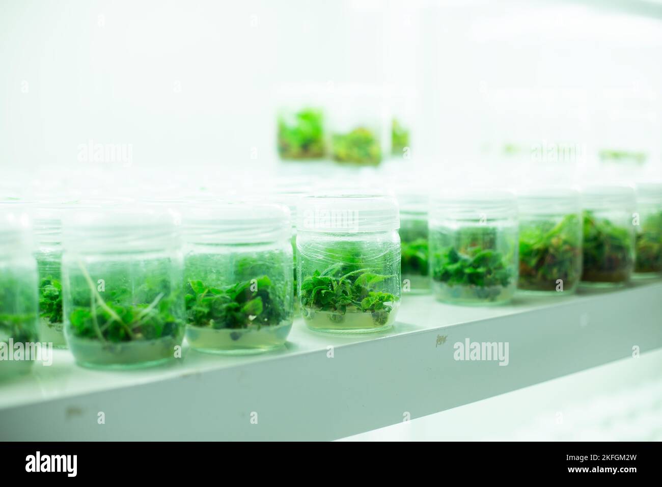 plant tissue culture Stock Photo - Alamy