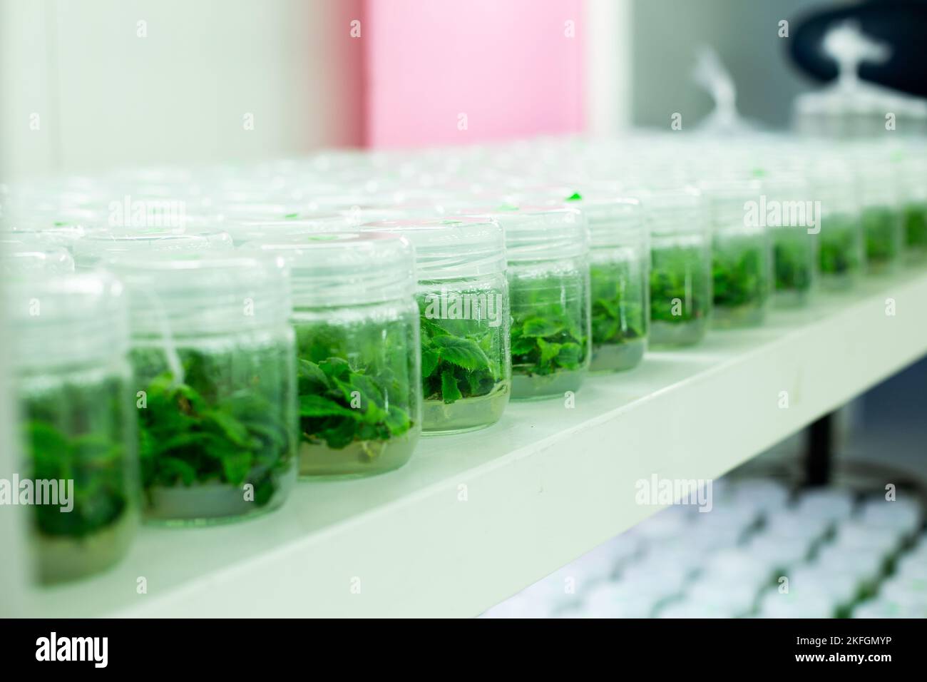 plant tissue culture Stock Photo - Alamy