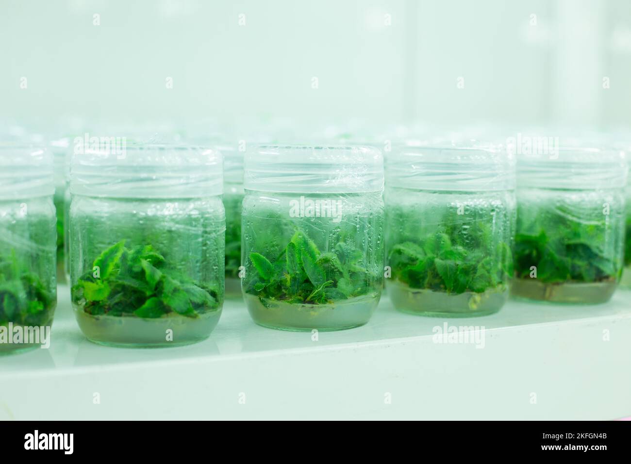 plant tissue culture Stock Photo - Alamy