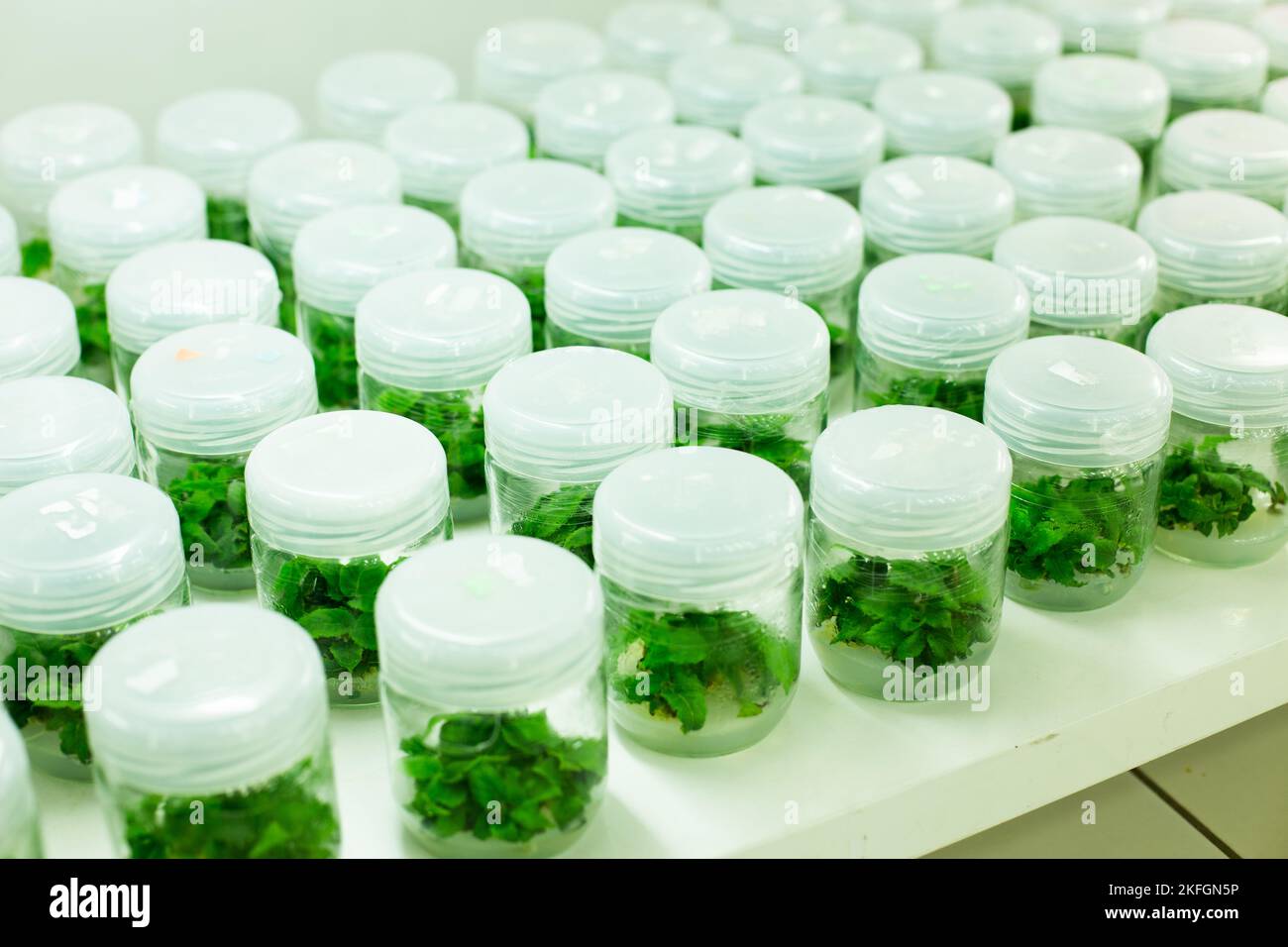 plant tissue culture Stock Photo - Alamy