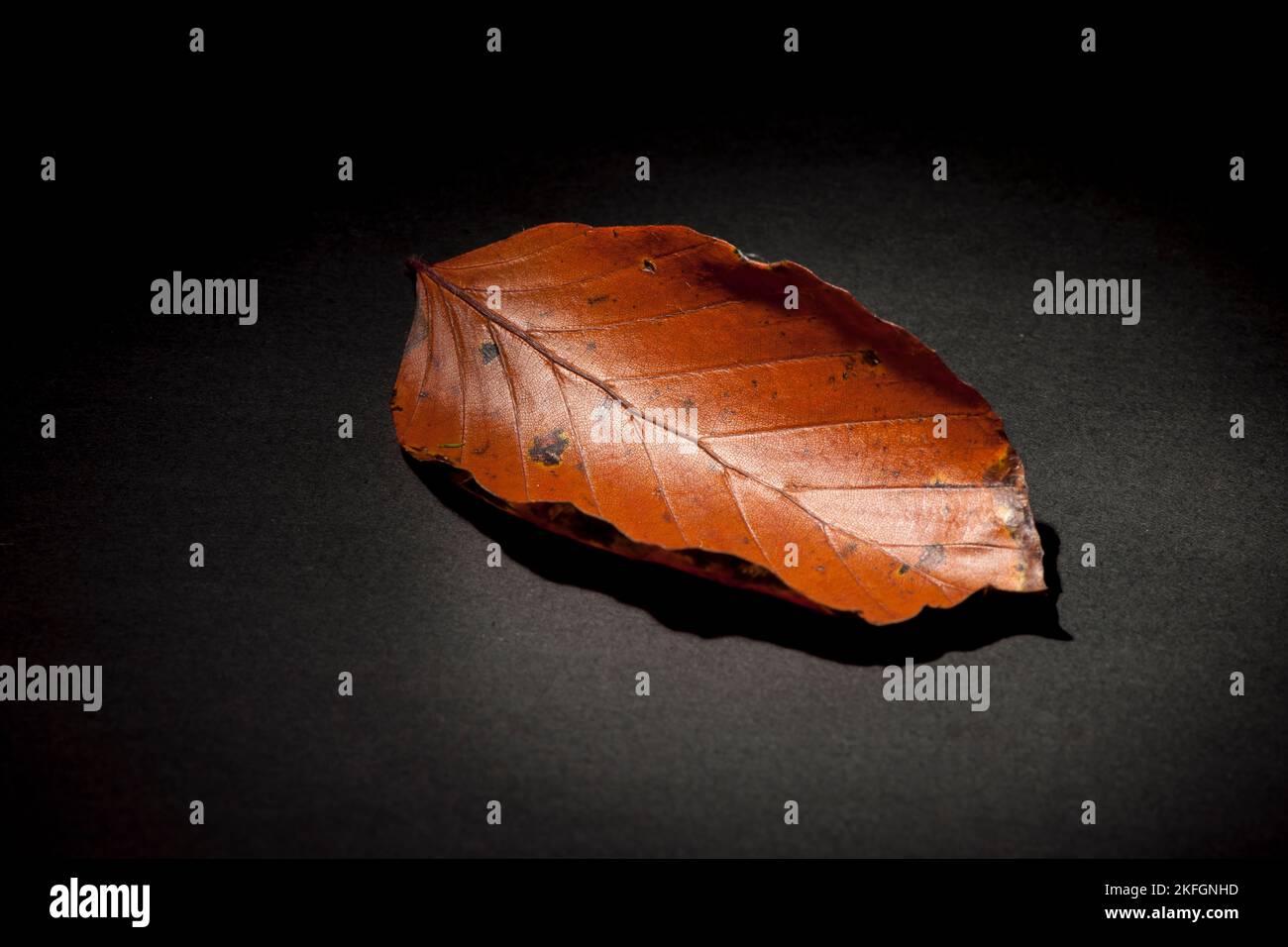 Single leaf of a beech tree on a black studio background in the ...