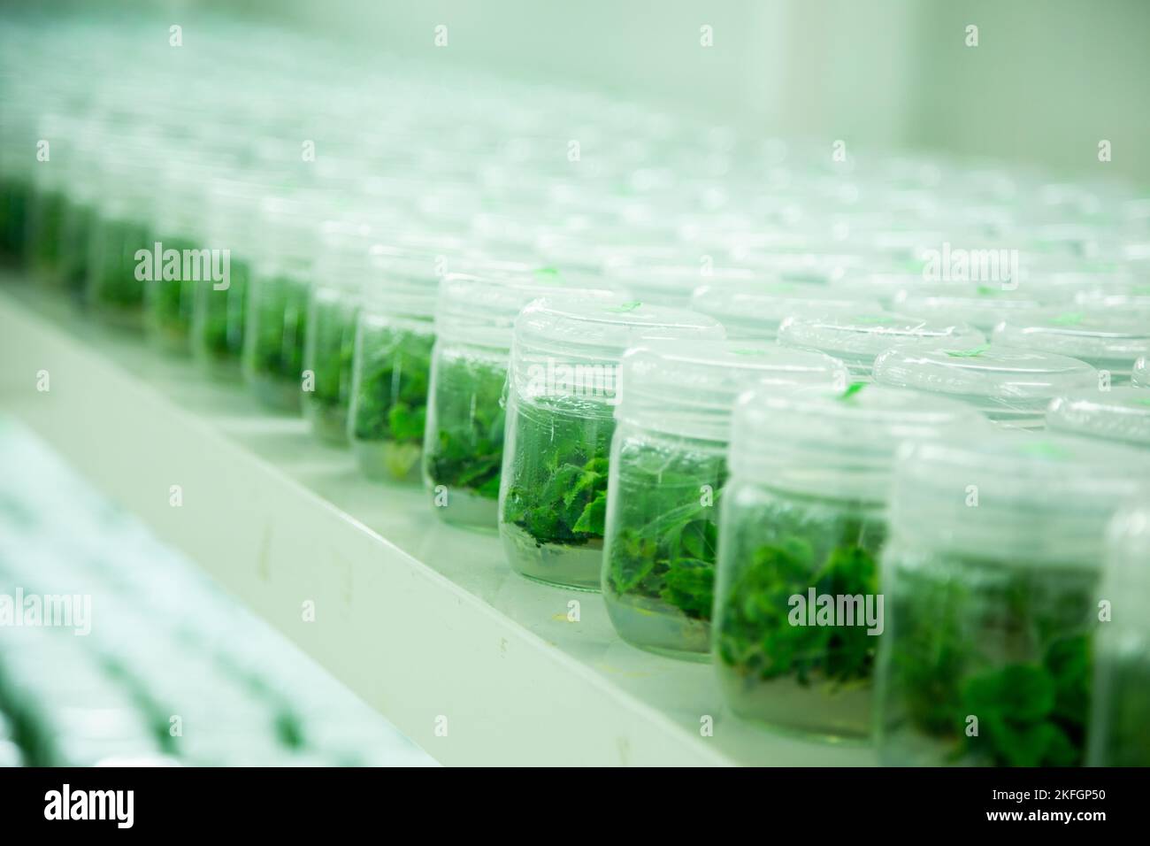 plant tissue culture Stock Photo - Alamy