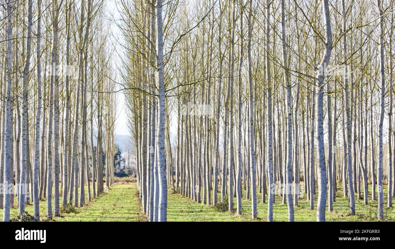 Poplar forest in the Osona region, Barcelona, Catalunya, Spain, Europe ...