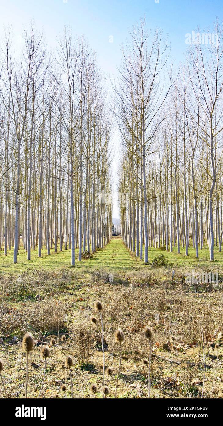 Poplar forest in the Osona region, Barcelona, Catalunya, Spain, Europe ...