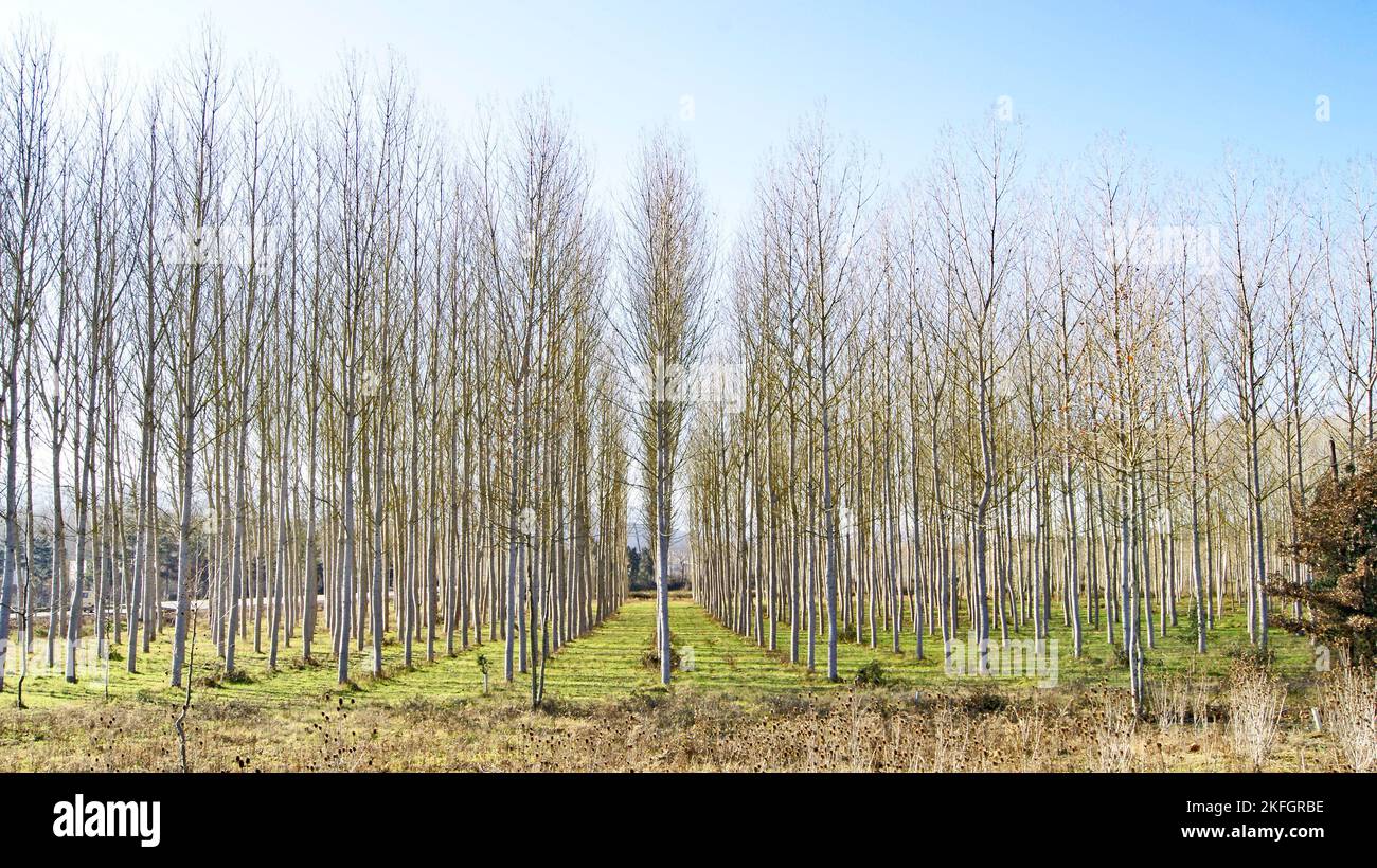 Poplar forest in the Osona region, Barcelona, Catalunya, Spain, Europe ...