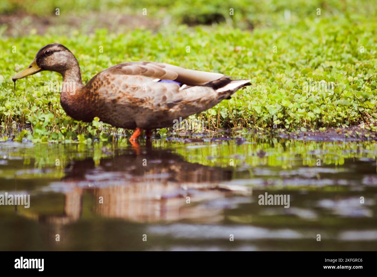 A duck at the Charles river in Boston, Massachusetts Stock Photo - Alamy