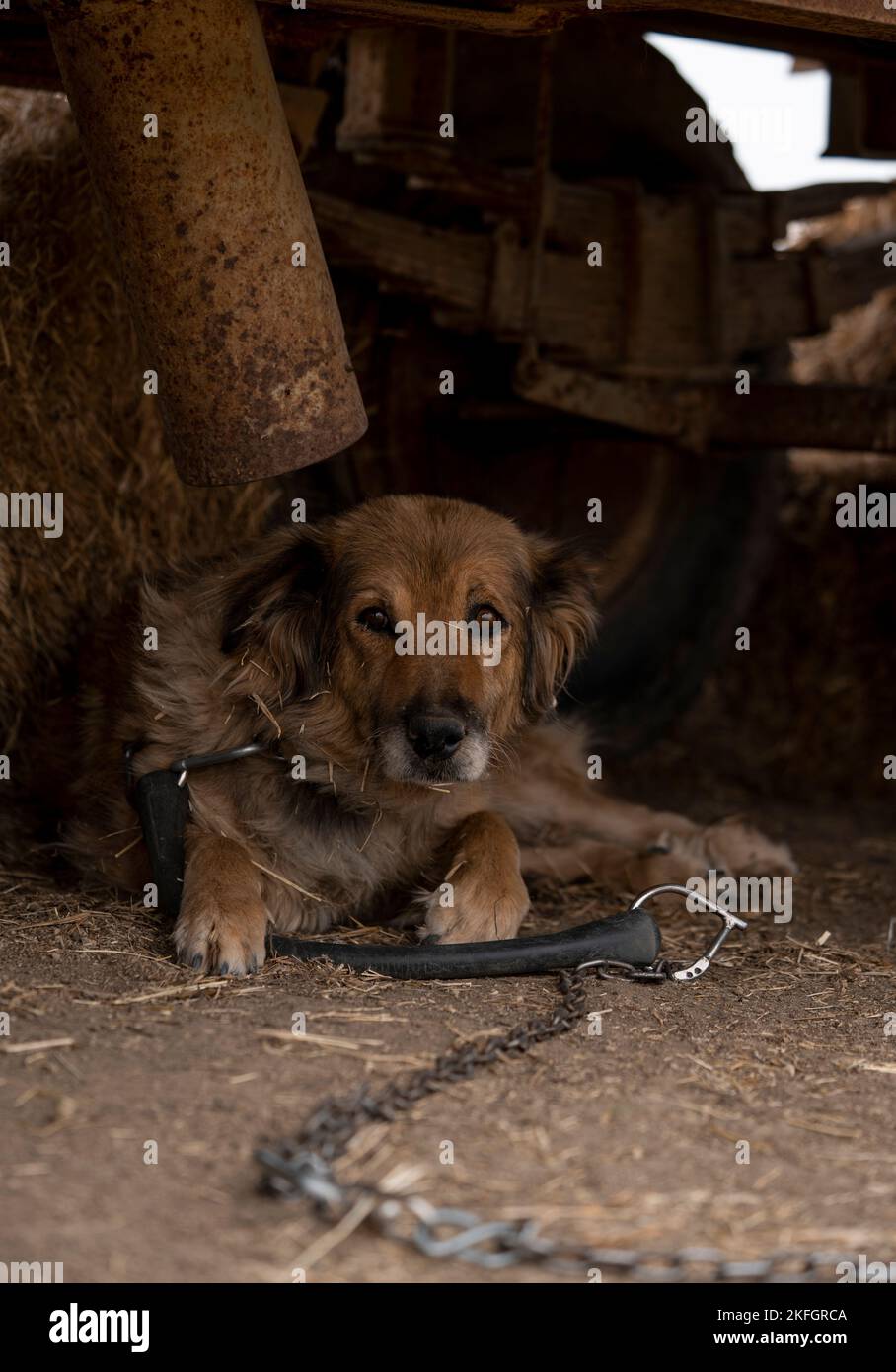 A chained street dog with sad expression on its face Stock Photo - Alamy