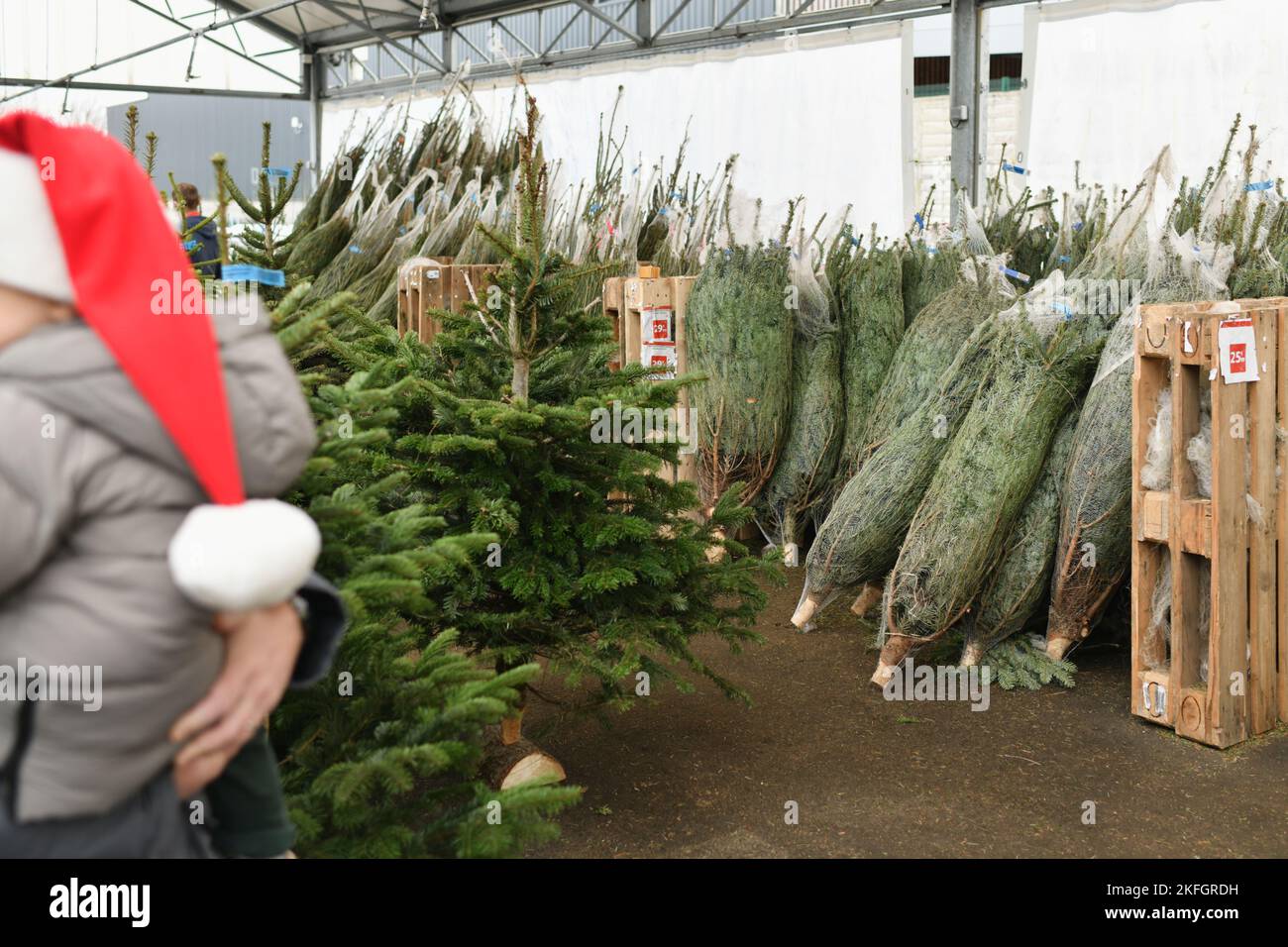 Christmas trees in netting hi-res stock photography and images - Alamy