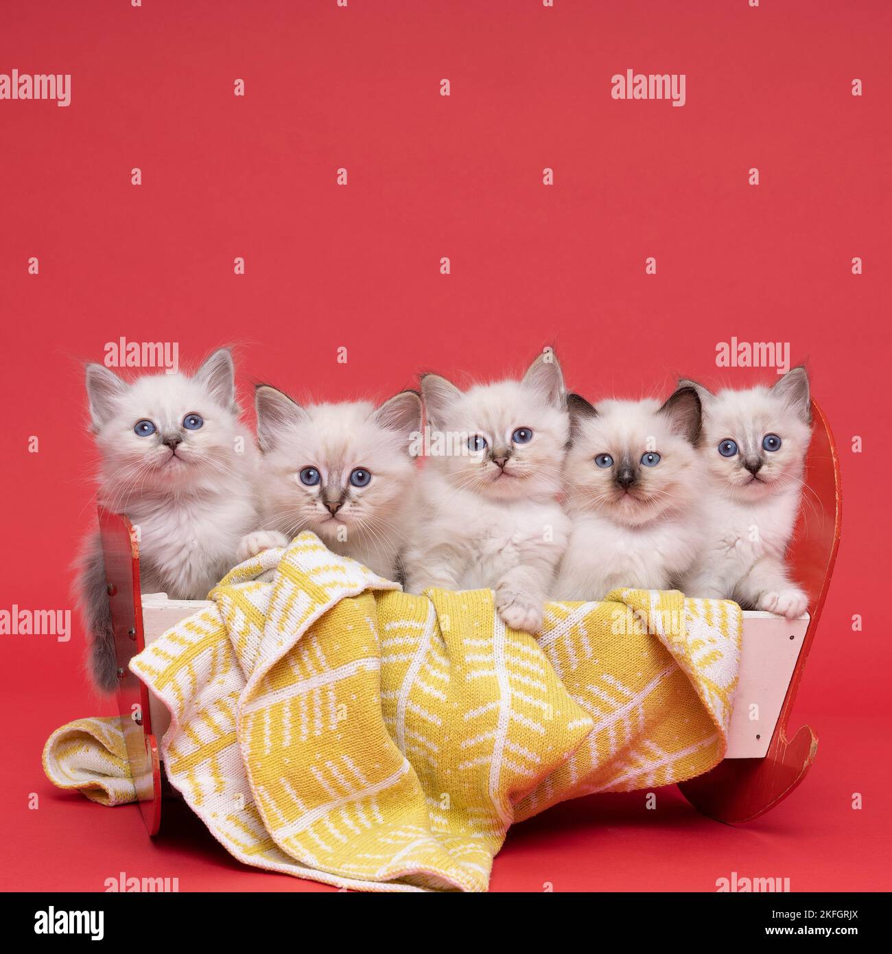 Five beautiful sacred burmese cat kittens in a dollsbed in studio close ...