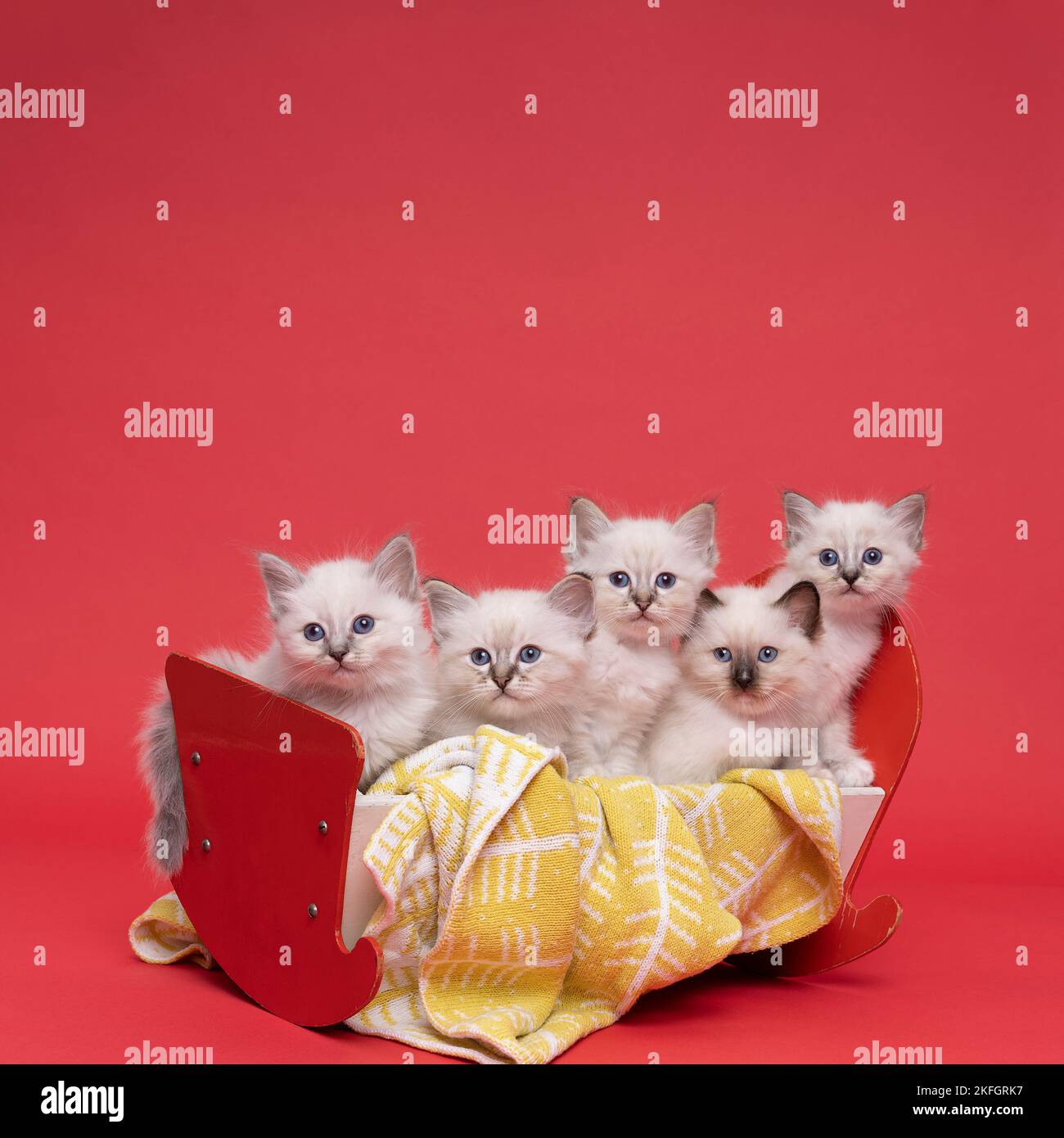 Five beautiful sacred burmese cat kittens in a dollsbed in studio close ...
