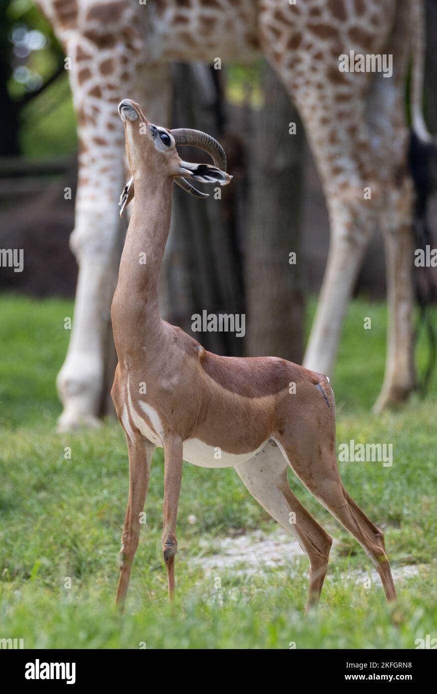 An Aepyceros melampus standing on grassland in background of giraffe ...