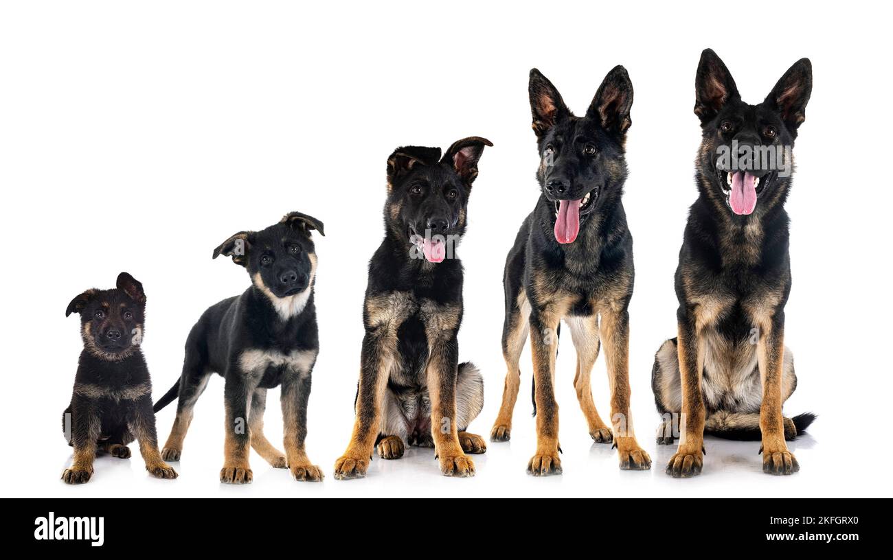 young german shepherds in front of white background Stock Photo - Alamy