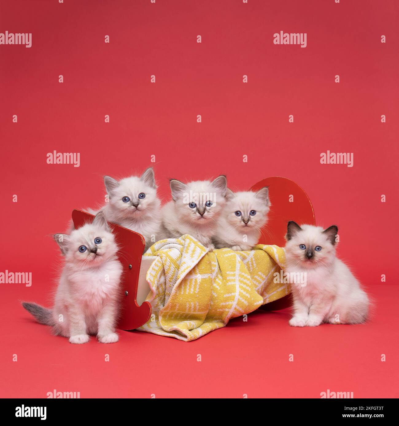 Five beautiful sacred burmese cat kittens in a dollsbed in studio close ...