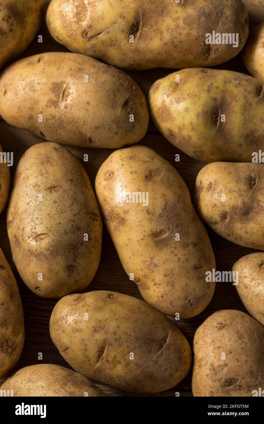 Homemade Organic Brown Russet Potatoes in a Bunch Stock Photo - Alamy