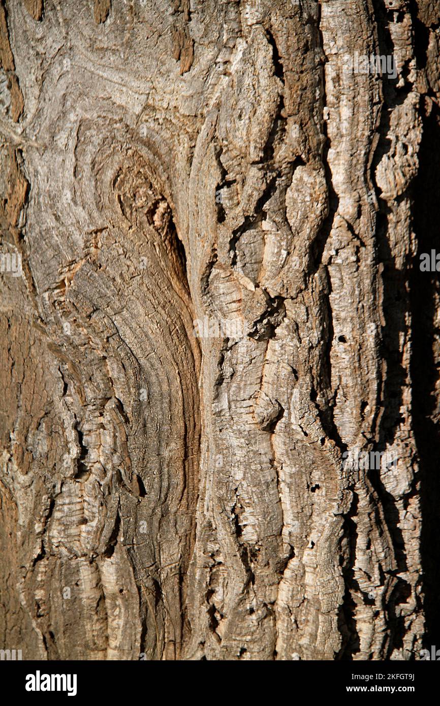 Close-up of the trunk of a cork oak (Quercus suber) in Italy Stock ...