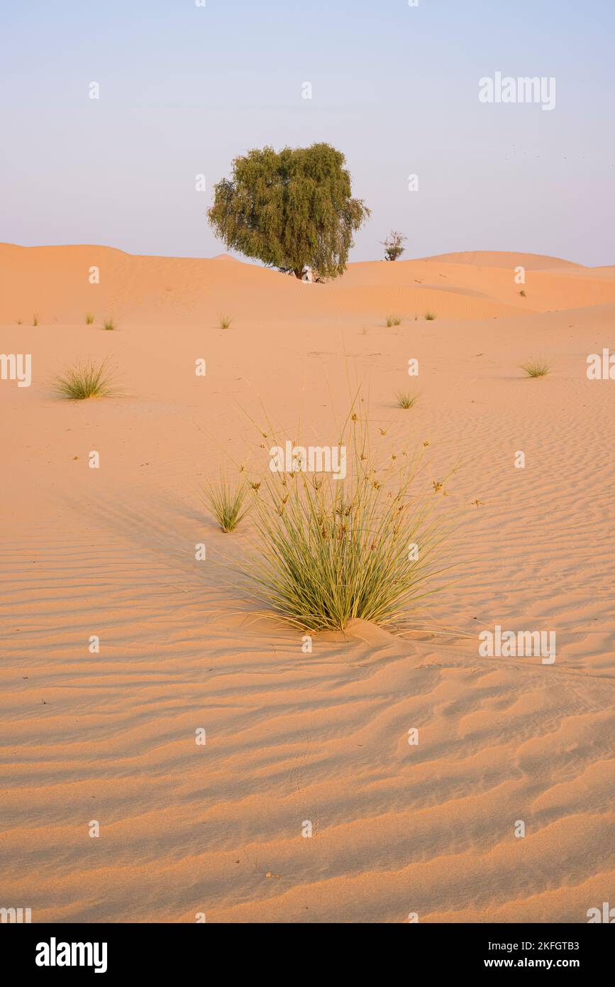 Green plant and tree in the desert of the United Arab Emirates, desert ...