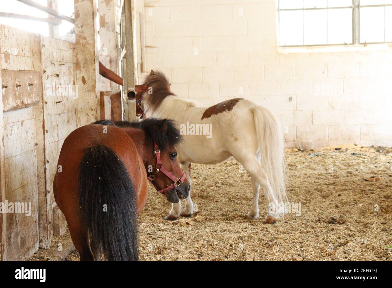 A view of horses in barn Stock Photo - Alamy