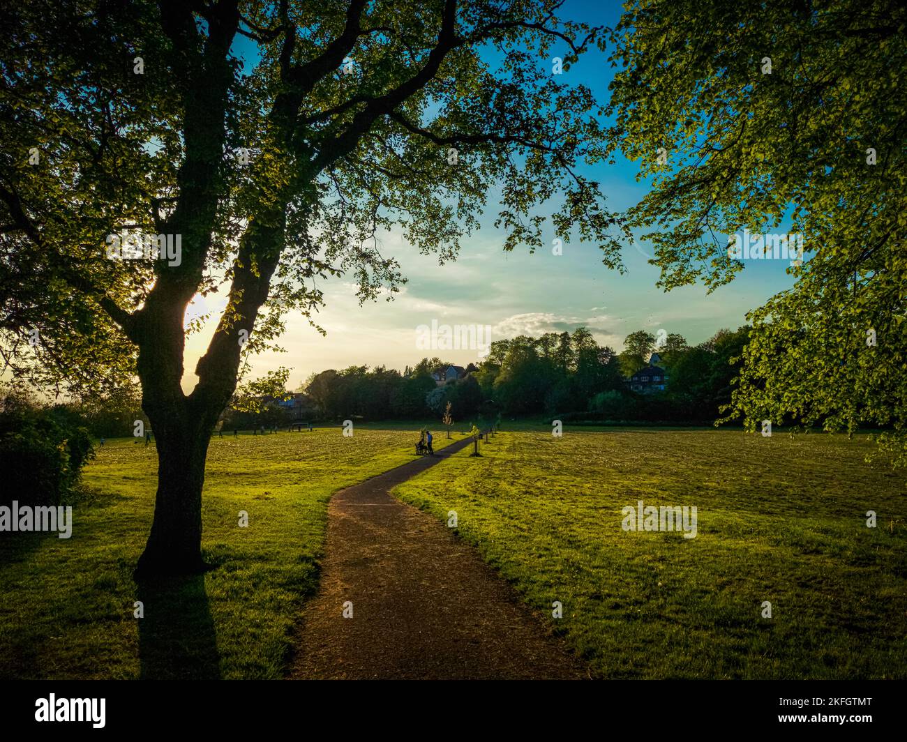 A beautiful shot of a narrow path in a field with trees Stock Photo - Alamy