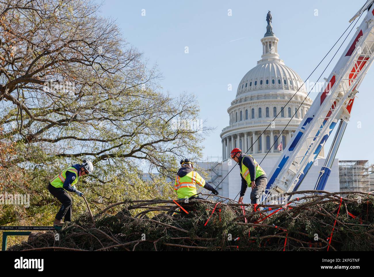 Washington, United States. 18th Nov, 2022. Workman trim the official US ...