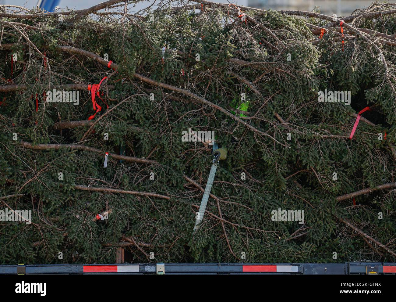 Washington, United States. 18th Nov, 2022. Workman trim the official US ...