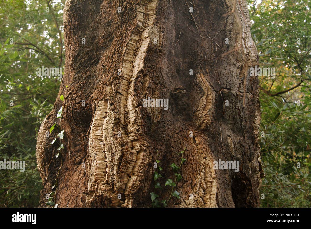 Close-up of the trunk of a cork oak (Quercus suber) in Italy Stock ...