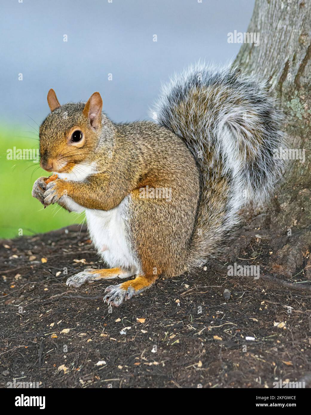 A closeup of a gray squirrel eating a peanut near a tree Stock Photo ...