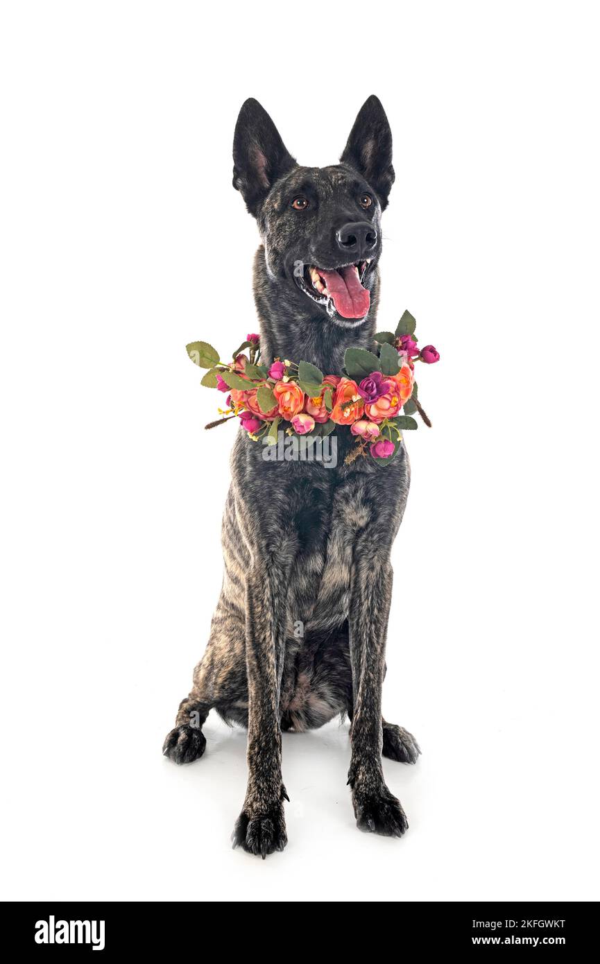 Dutch Shepherd in front of white background Stock Photo - Alamy