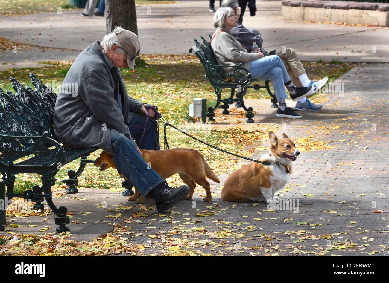 A man sits on a park bench with his two Pembroke Welsh corgi dogs in ...