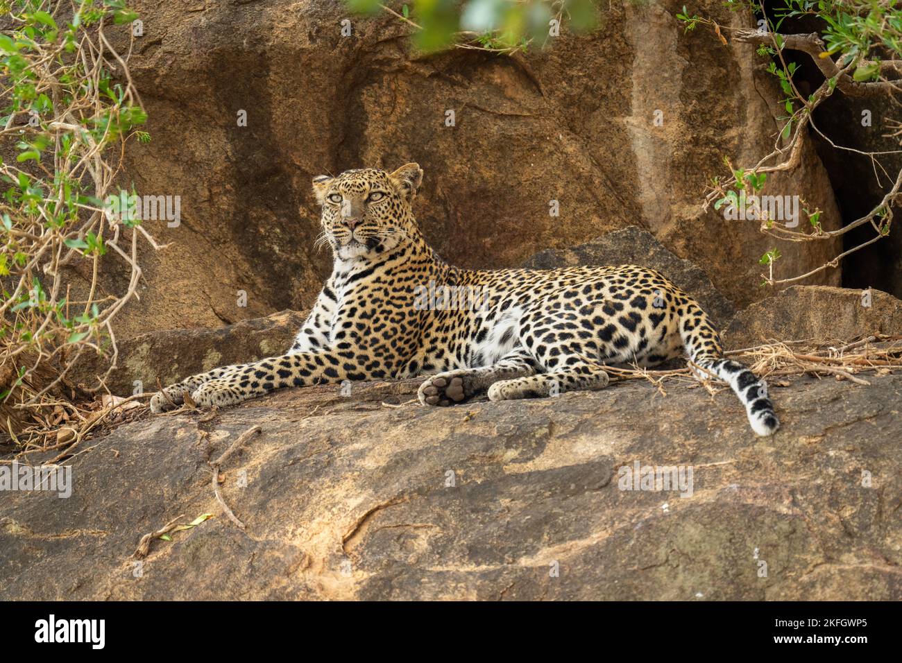 Leopard lies on rock hi-res stock photography and images - Alamy