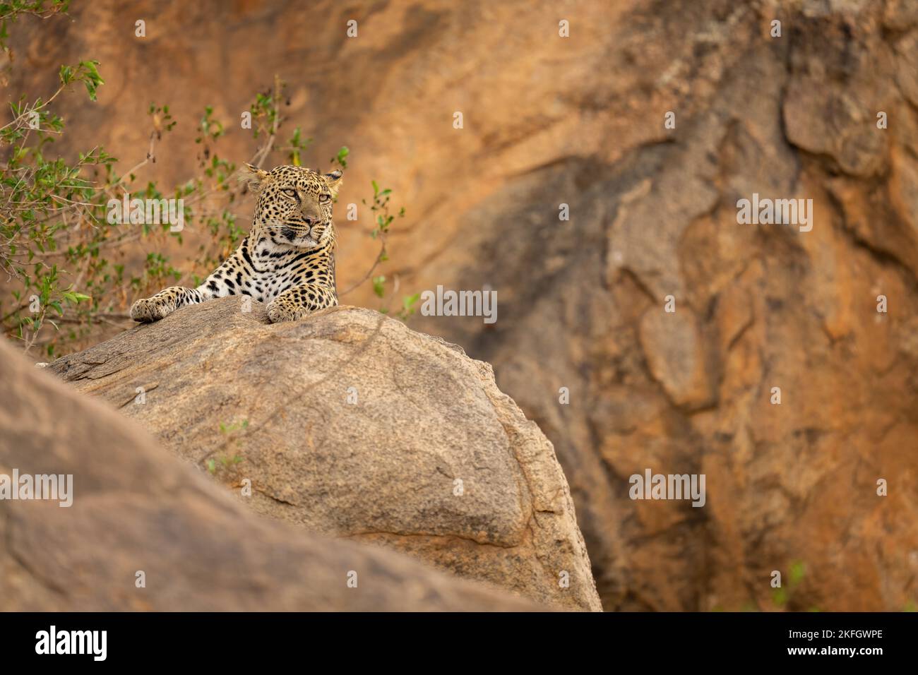 Leopard lies on rock near leafy bush Stock Photo - Alamy