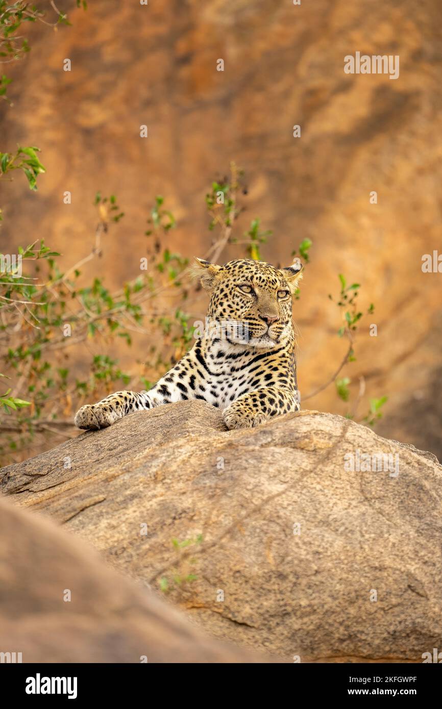 Leopard lies on rock hi-res stock photography and images - Alamy