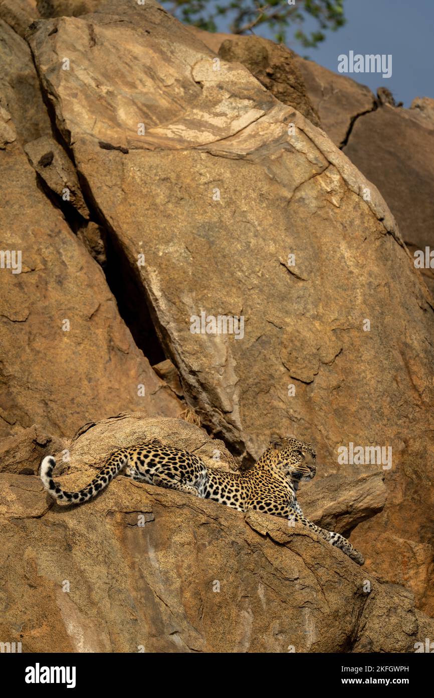 Leopard lies on rock ledge staring ahead Stock Photo - Alamy