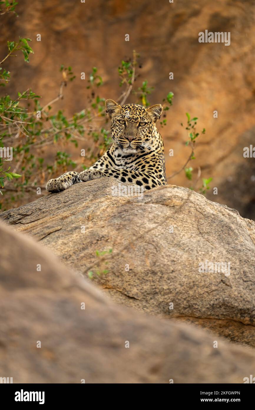 Leopard lies on rock hi-res stock photography and images - Alamy