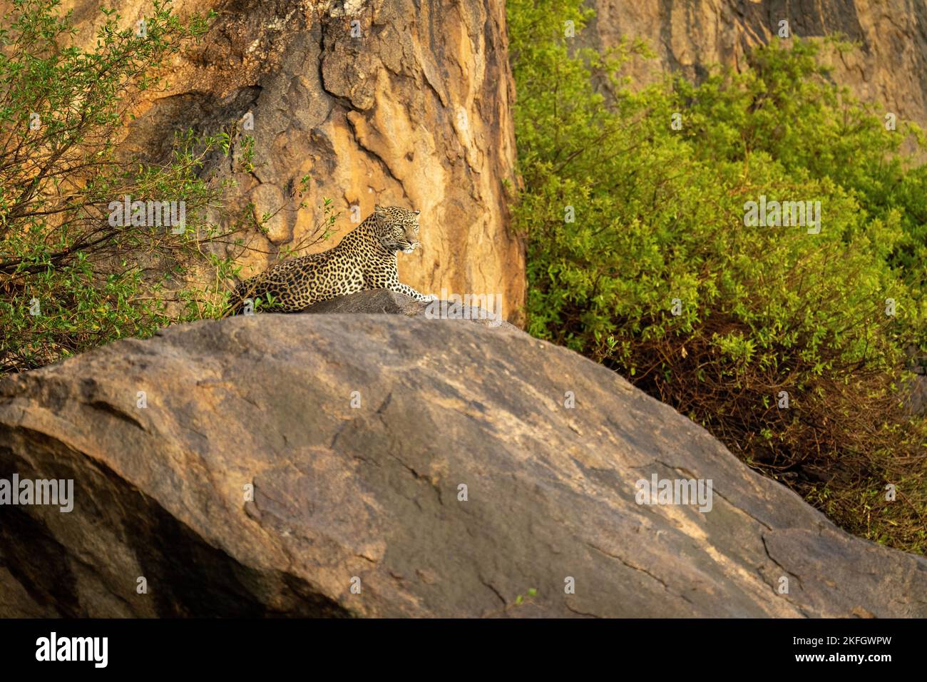 Leopard lies on rock staring into distance Stock Photo - Alamy