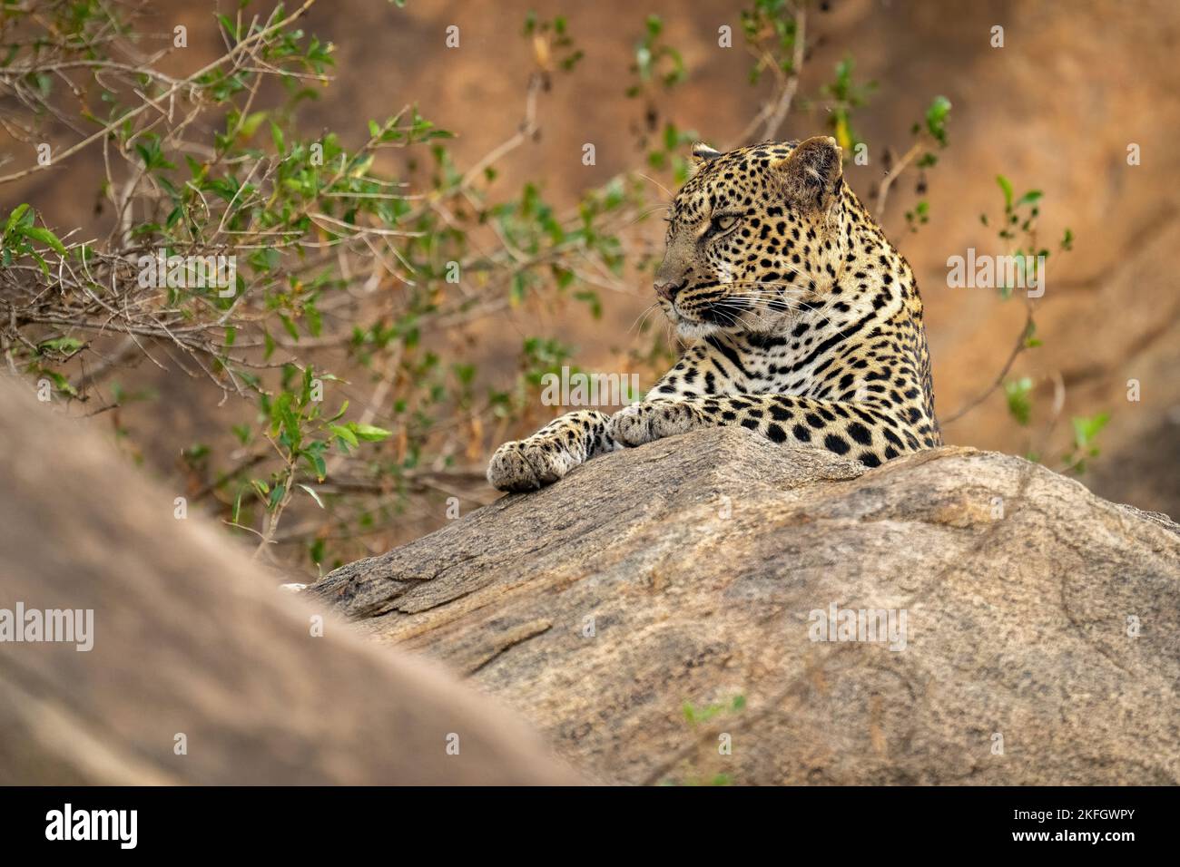 Leopard lies on rock hi-res stock photography and images - Alamy