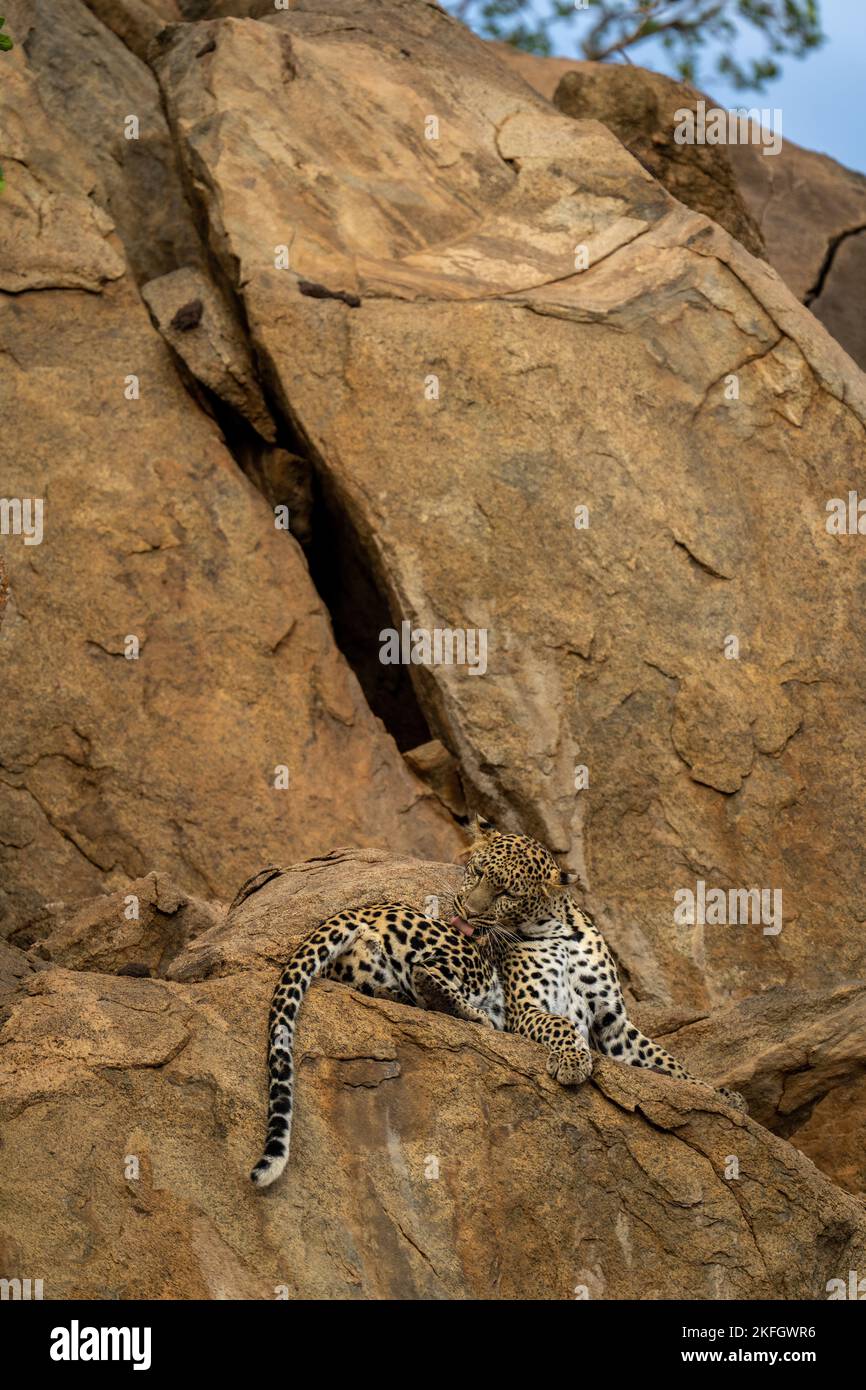 Leopard lies on rocky ledge licking leg Stock Photo - Alamy