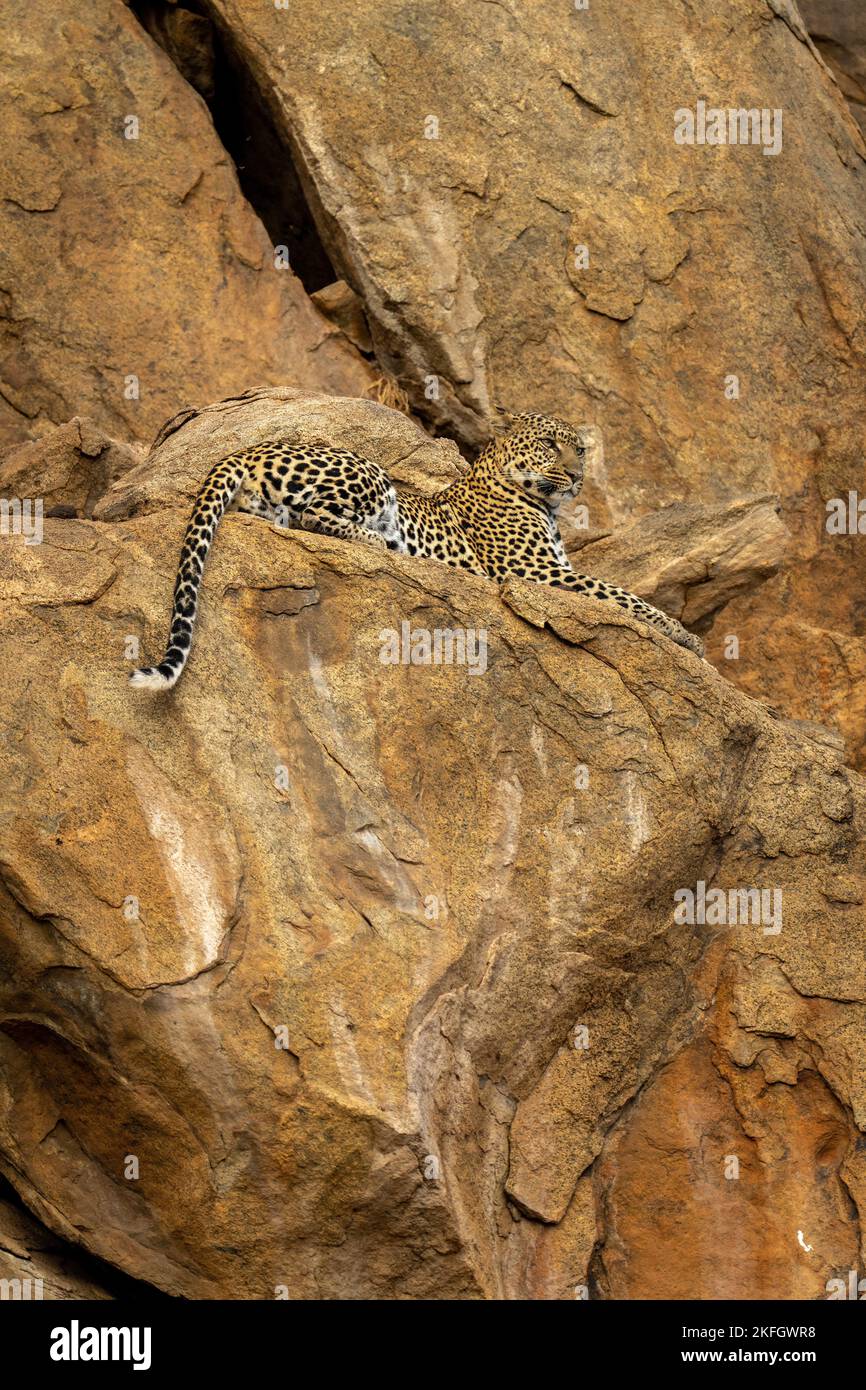Leopard lies on rocky ledge staring ahead Stock Photo - Alamy