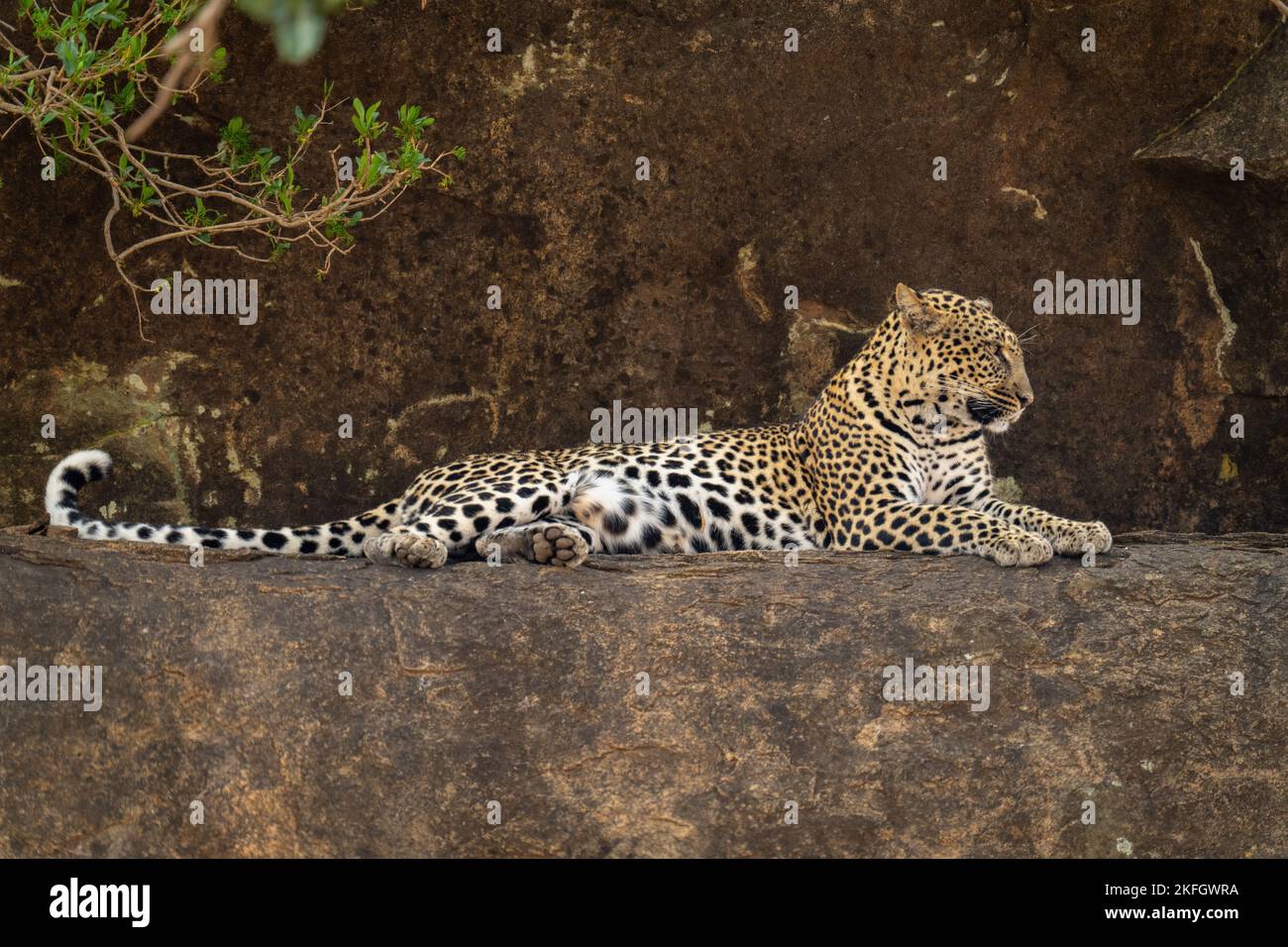 Leopard lies on rocky ledge looking ahead Stock Photo - Alamy