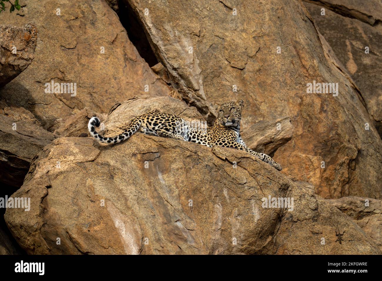 Leopard lies on rocky ledge looking round Stock Photo - Alamy