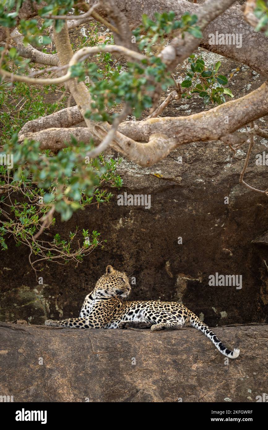 Leopard panthera pardus looking back hi-res stock photography and ...