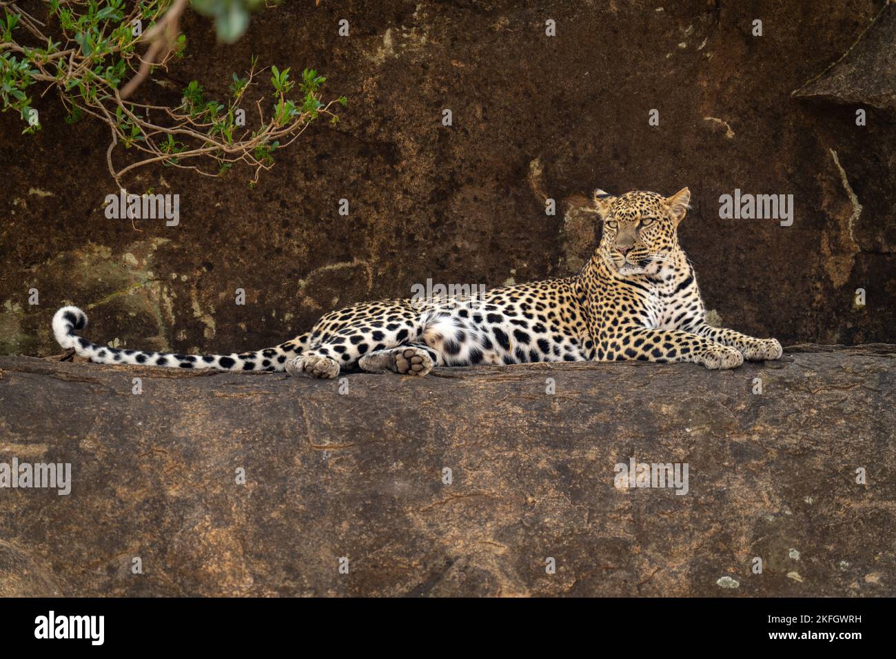 Leopard lies on rocky ledge turning head Stock Photo - Alamy
