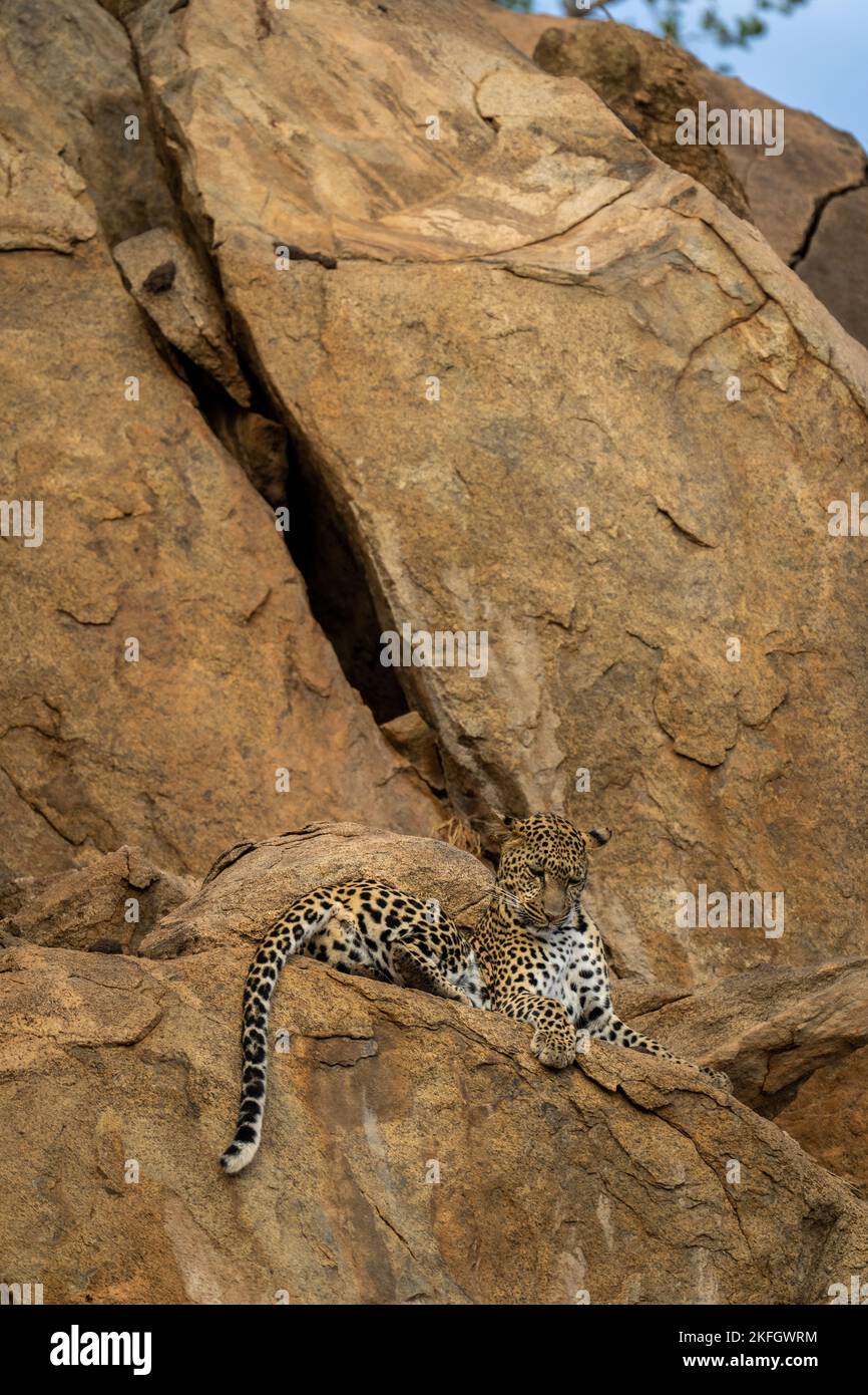 Leopard lies on rocky ledge staring below Stock Photo - Alamy
