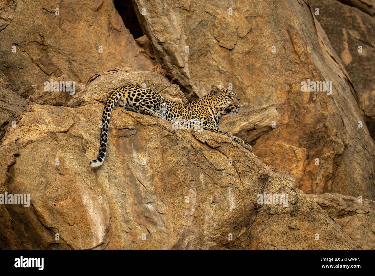 Rocky ledge leopard hi-res stock photography and images - Alamy