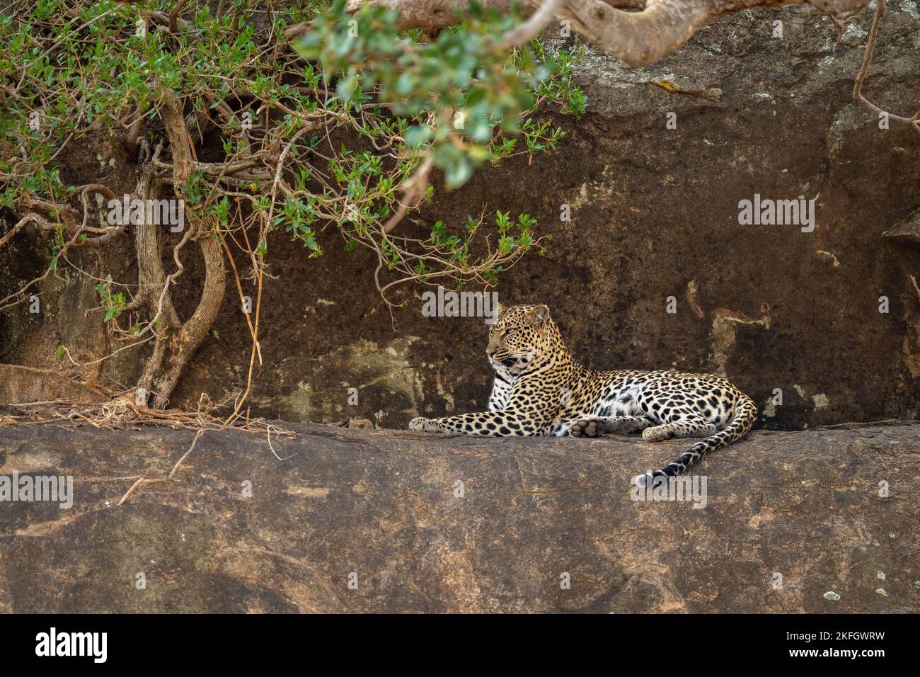 Leopard lies on rocky ledge under trees Stock Photo - Alamy