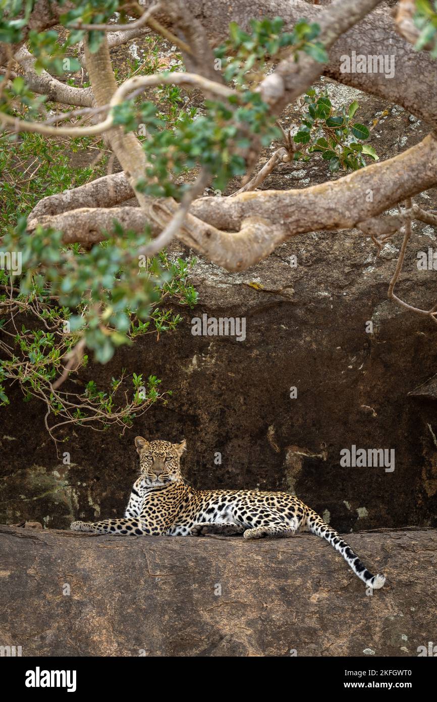 Leopard lies on rocky ledge watching camera Stock Photo - Alamy