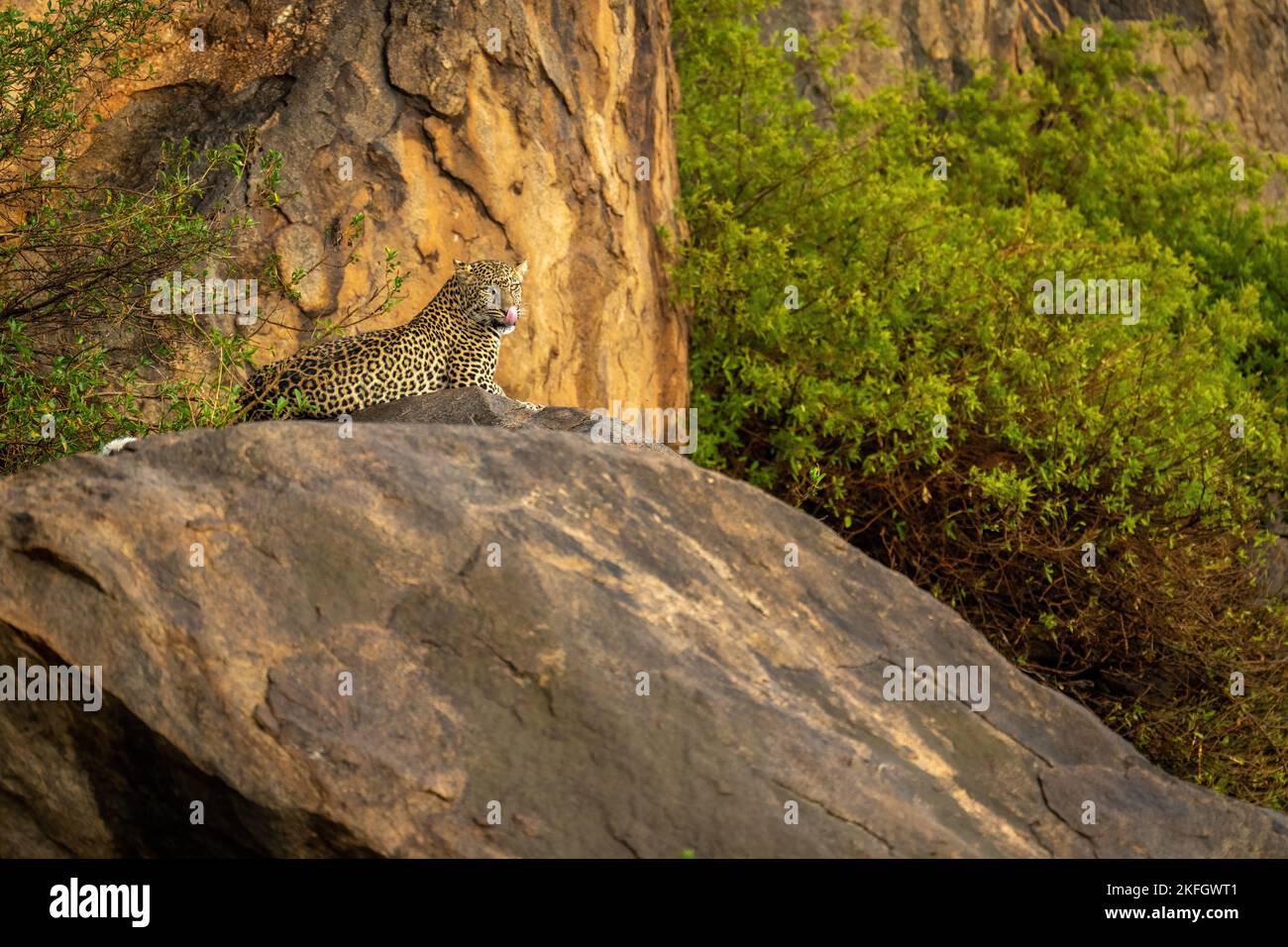 Leopard lies on rocky outcrop licking nose Stock Photo - Alamy